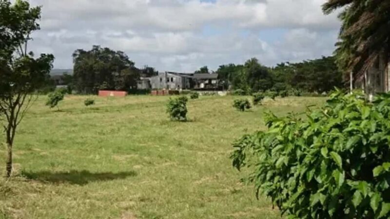 Private Hampden Estate Rum Trip from Montego Bay - An In-Depth Look at the Tour Experience