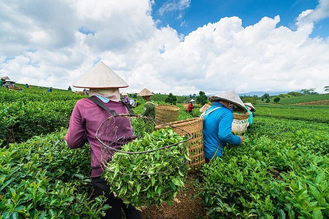 Private Hangzhou Day Tour to West Lake, Lingyin Temple, Tea Village, Old Pagoda - Key Points