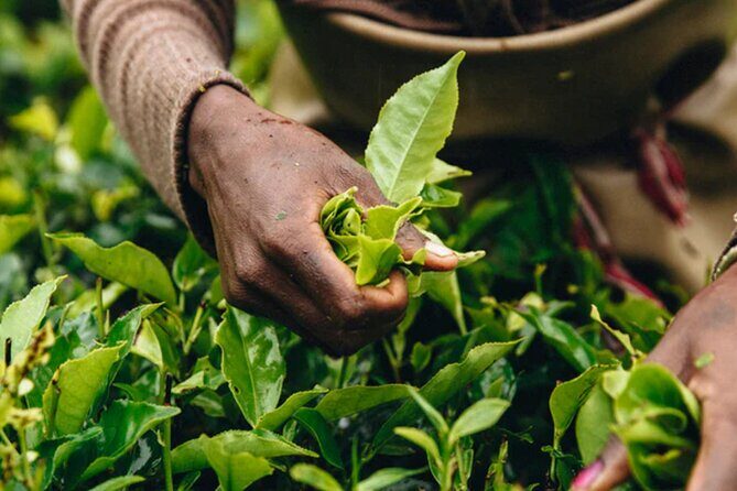 Private Heritage Tea Trail for Aroma and Taste with Tradition - Practical Considerations