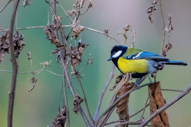 Private Heritage Tea Trail for Aroma and Taste with Tradition - FAQ