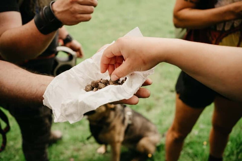 Private Hike: Brecon Beacons Henrhydd Falls Plus Foraging - An Authentic Outdoor Journey in the Welsh Hills