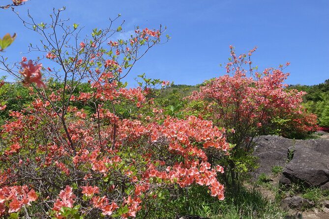 Private Hiking Activity near Tokyo - The Perfect Fit for Who?