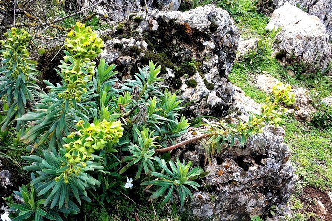 Private hiking in El Torcal from Marbella or Malaga - Practical Details and Tips for Travelers
