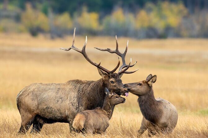 Private Hiking Tour Experience at Rocky Mountain National Park - The Scenic Stops and Why They Matter