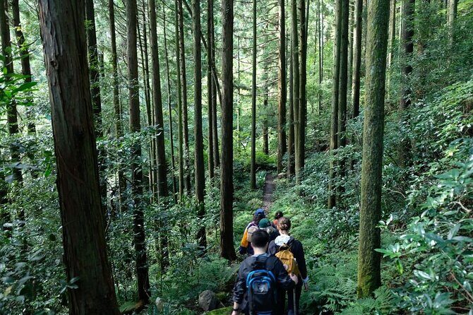 Private Hiking Tour with a certified national guide in Hakone - A Short Stroll or a Forest Adventure?