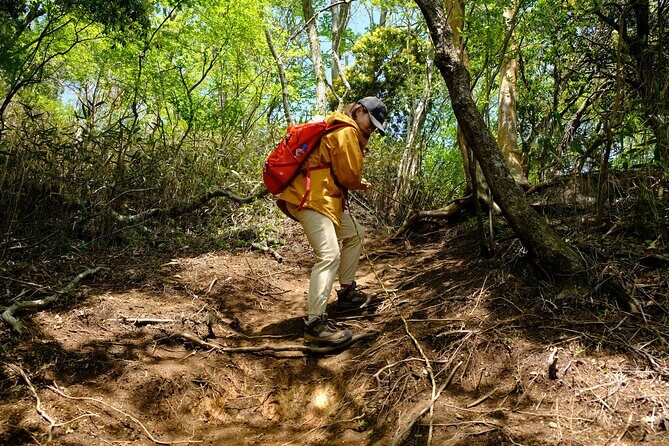 Private Hiking Tour with a certified national guide in Hakone - Practical Considerations