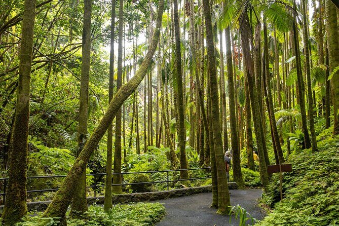 Private Hilo Shore Excursion - Botanical Gardens & Waterfalls - Practical Tips
