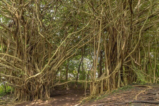 Private Hilo Shore Excursion - Volcanoes, Waterfalls, & Beaches - FAQs