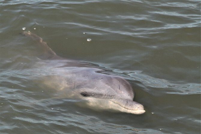 Private Hilton Head Sunset Dolphin Tour - Final Thoughts: Is It Worth It?