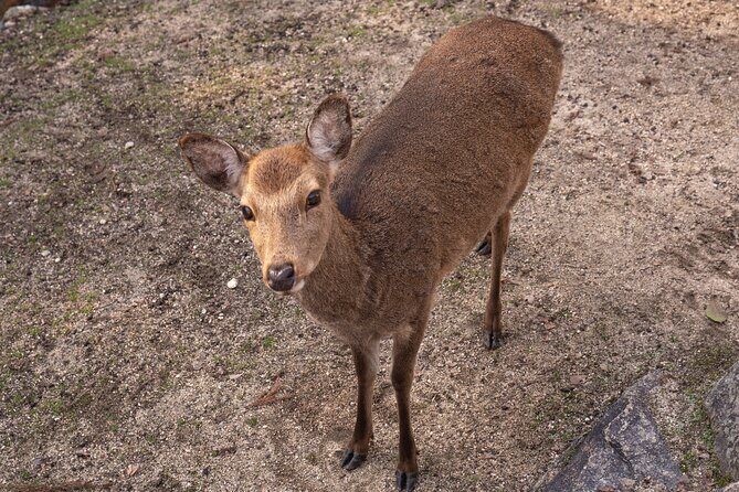 Private Hiroshima Tour - Authentic Insights from Past Travelers