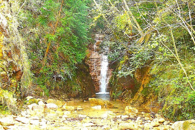 Private Historic Road Hike in the Healing Forest of Arima - Exploring the Healing Forest of Arima: A Private Historic Road Hike