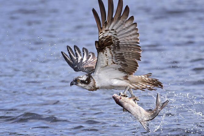 Private Historical Wildlife and Dolphin Cruise South Padre Island - The Experience: What to Expect on the Tour