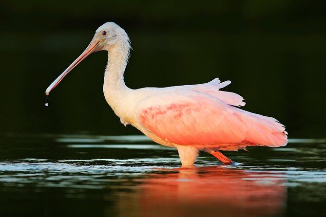 Private Historical Wildlife and Dolphin Cruise South Padre Island - The Value and Price Point