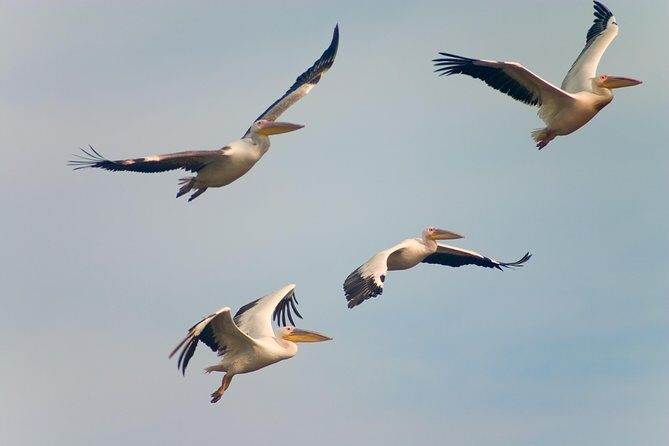 Private Historical Wildlife and Dolphin Cruise South Padre Island - Who Should Book This Tour?