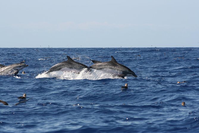 Private Historical Wildlife and Dolphin Cruise South Padre Island - Final Thoughts