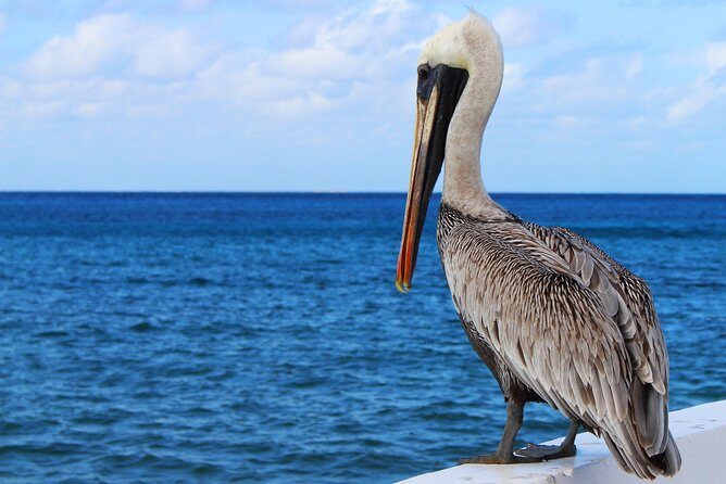 Private Historical Wildlife and Dolphin Cruise South Padre Island - FAQs