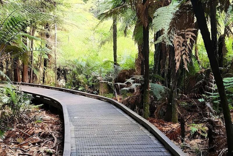 Private Hobbiton & BlueSprings & Redwood forest fromAuckland - Who Would Love This Tour?