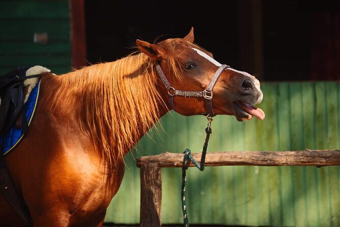 Private Horse Riding on the Beach in Riga - An In-Depth Look at the Riga Beachside Horseback Riding Tour