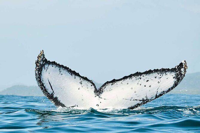 Private Huatulco Whale & Dolphin Adventures - Setting the Stage: Where and How You Meet