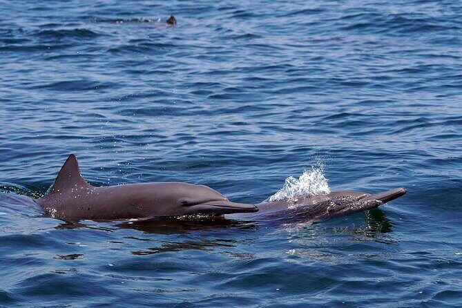 Private Huatulco Whale & Dolphin Adventures - Focus on Wildlife: What You’ll Likely See