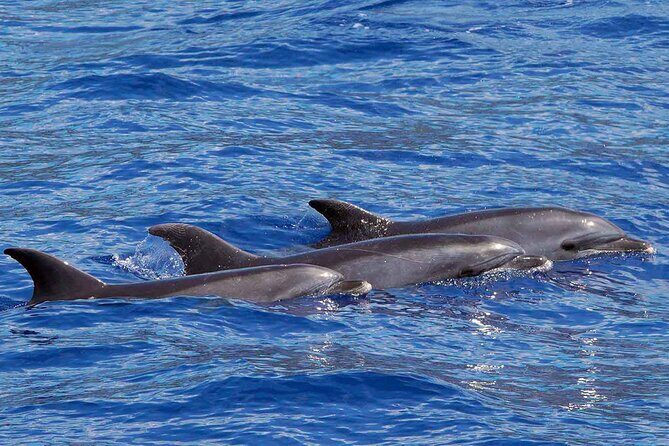 Private Huatulco Whale & Dolphin Adventures - Knowledge Sharing & Conservation