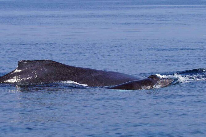 Private Huatulco Whale & Dolphin Adventures - The Technical Details: What to Expect