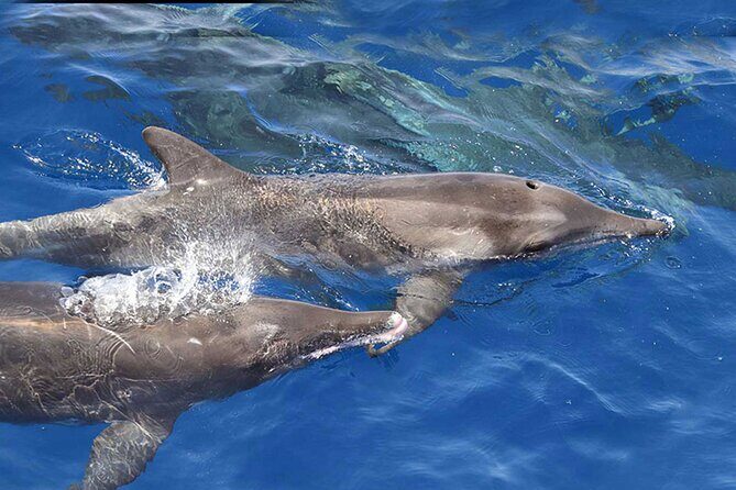 Private Huatulco Whale & Dolphin Adventures - Authenticity & Authentic Experiences