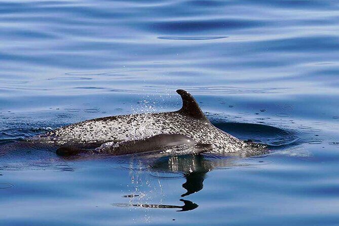 Private Huatulco Whale & Dolphin Adventures - Practical Tips & Considerations