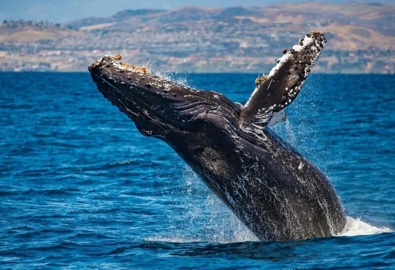 Private: Humpback Whale Encounter in Samaná Bay - An Authentic Encounter with Nature’s Gentle Behemoths