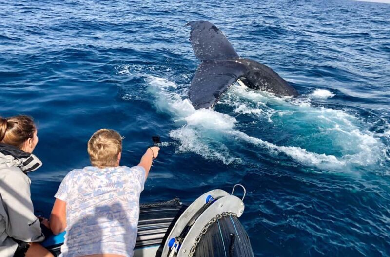 Private: Humpback Whale Encounter in Samaná Bay - Why This Tour Works for Travelers