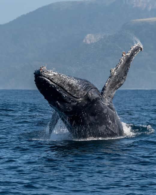 Private: Humpback Whale Encounter in Samaná Bay - The Value of a Private Tour