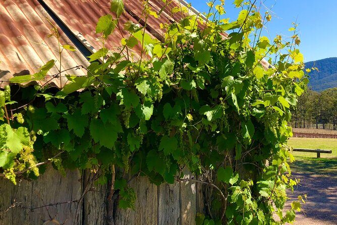PRIVATE Hunter Valley All-Incl Premium Wine Tasting Tour (10 hrs) - Ideal For Whom?