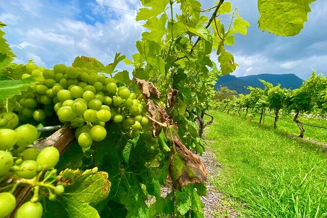 PRIVATE Hunter Valley All-Incl Premium Wine Tasting Tour (10 hrs) - Frequently Asked Questions