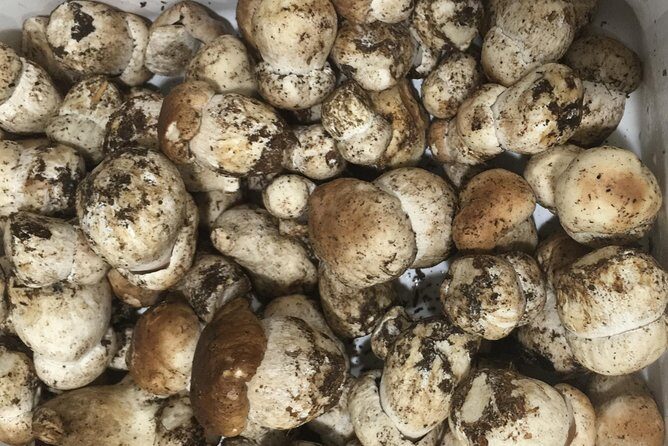 Private Hunting Of Truffle And Mushrooms With Chef Luigi Gandola In Bellagio - Authentic, Educative, and Delicious: Who Will Esteem This Tour?