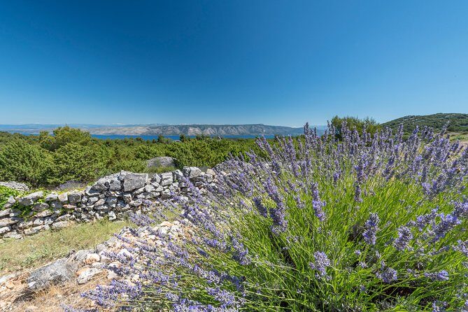 Private Hvar Island Tour and Olive Oil Tasting - Exploring the Beauty of Hvar with a Private Tour and Olive Oil Tasting