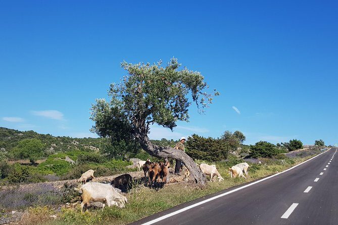 Private Hvar Island Tour and Olive Oil Tasting - Practical Details that Matter
