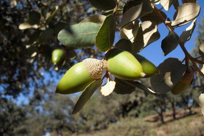 Private Iberian ham tour to the Sierra de Aracena - Who Will Enjoy This Tour?