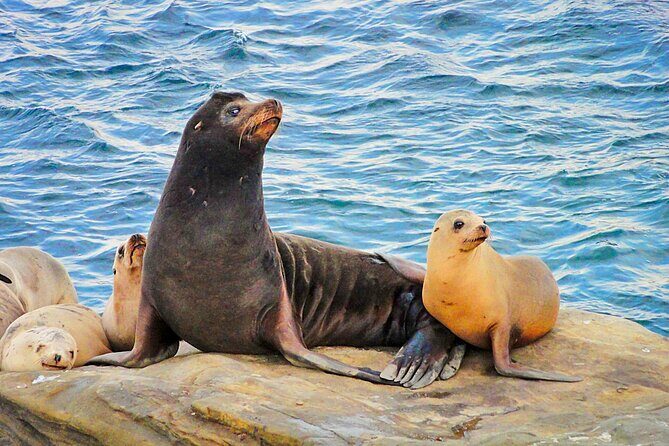 Private Instagrammable San Diego Tour  Scenic and Coastal - Value and Who It’s Best For