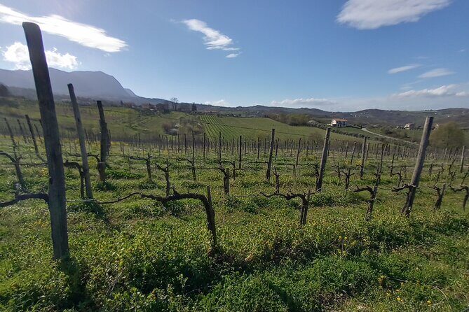 Private Irpinia Wine Tour from POSITANO, AMALFI or RAVELLO - A Close Look at the Tour Itinerary