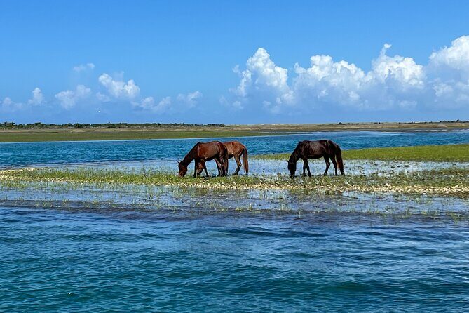 Private Island Eco Tours on a Private Boat from Shackleford Banks - What the Reviews Highlight