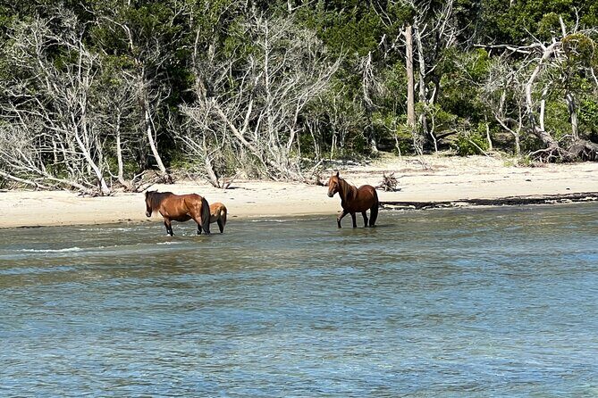 Private Island Eco Tours on a Private Boat from Shackleford Banks - The Bottom Line