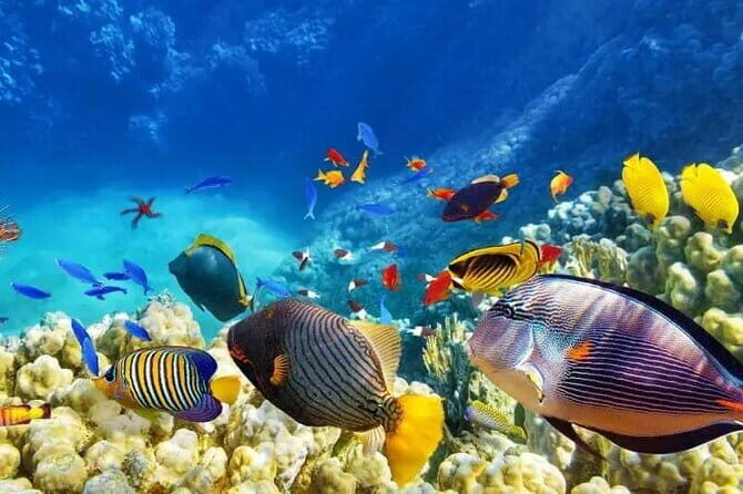 Private Island Hopping in Nasuluan, Hiltotongan and Caohngan - Exploring Cebu’s Islands: An In-Depth Look