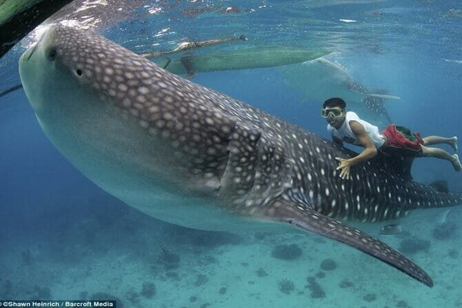 Private Island Hopping in Nasuluan, Hiltotongan and Caohngan - FAQs