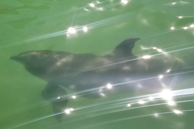 Private Island Paradise: Dolphin, Shelling, Birding Eco Boat Tour - FAQ