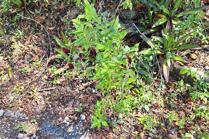 Private Jamrock Herbal Trek at Discovery Bay Jamaica - Key Points