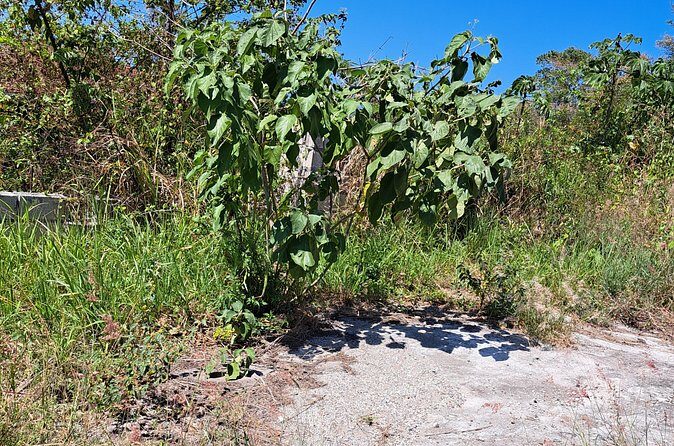 Private Jamrock Herbal Trek at Discovery Bay Jamaica - The Sum Up: Is it Worth It?