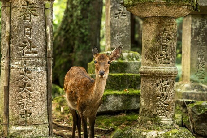 Private Japanese Ancient Tour from Kyoto to Nara - A Deep Dive into Your Kyoto to Nara Experience
