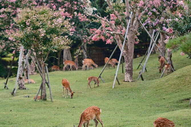 Private Japanese Ancient Tour from Kyoto to Nara - What’s the Real Value for Travelers?