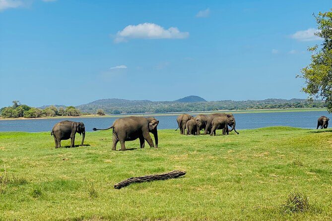 Private Jeep Safari at Minneriya and Kaudulla National Parks - An In-Depth Look at the Experience