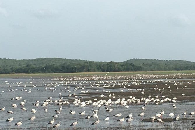 Private Jeep Safari at Minneriya National Park - What to Expect from Your Minneriya Safari